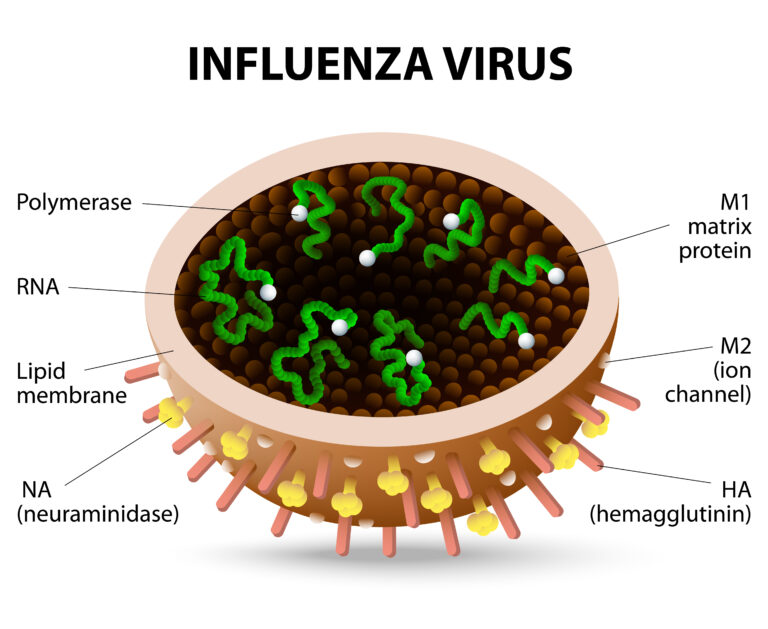 What are the Differences Between the Flu and COVID-19? - Chicago ENT